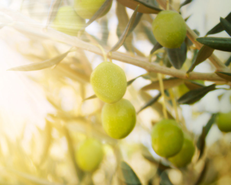 Classification of olive oils – Tovarna olja Gea